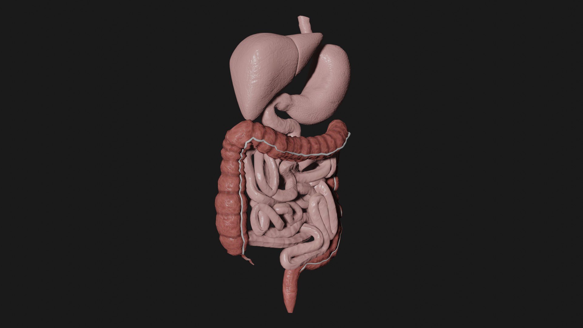 Digestive Stomach Liver 3D Model - TurboSquid 1673332