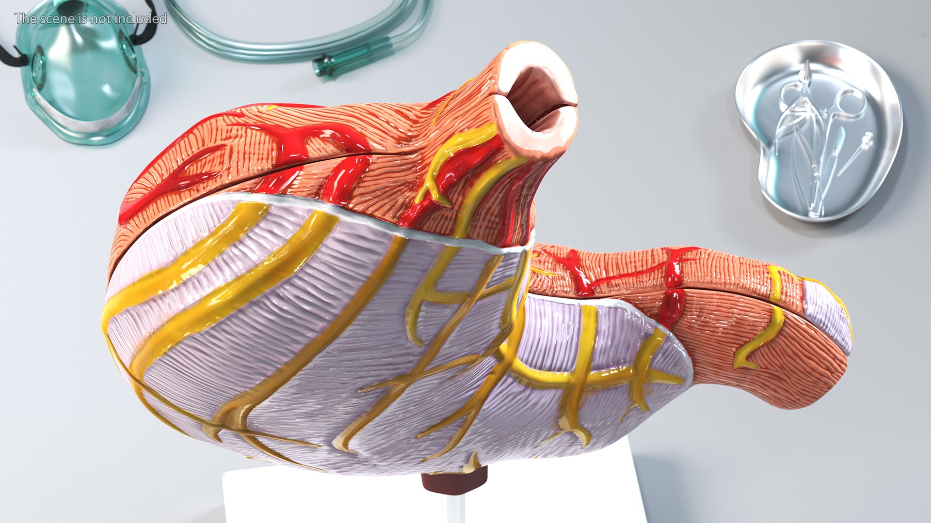 3D Model Medical Models Collection 2 - TurboSquid 2010860
