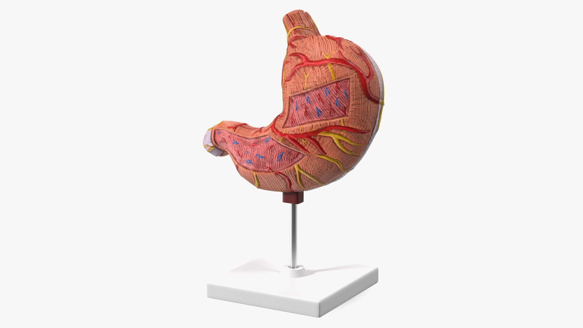 3D Model Medical Models Collection 2 - TurboSquid 2010860
