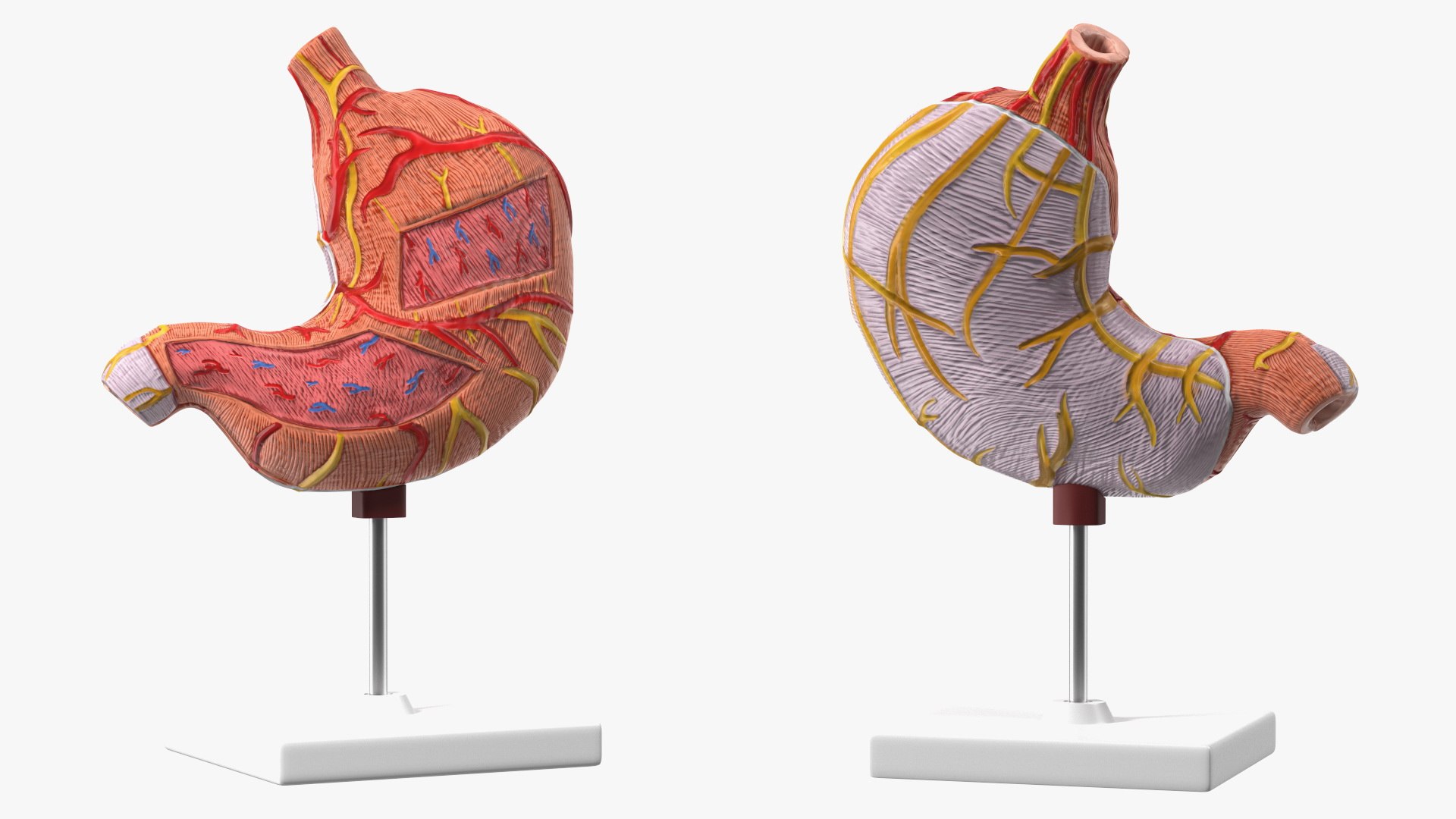 3D Model Medical Models Collection 2 - TurboSquid 2010860