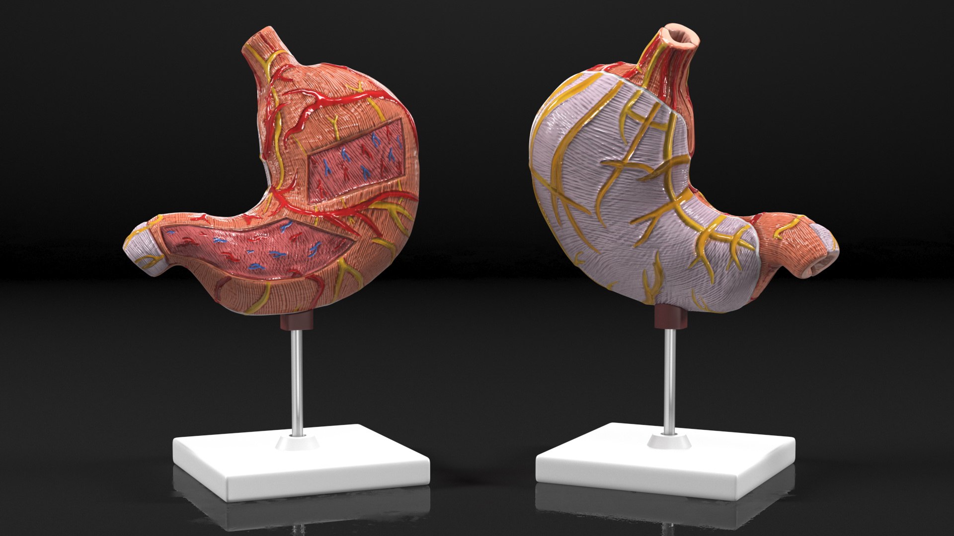 3D Model Medical Models Collection 2 - TurboSquid 2010860