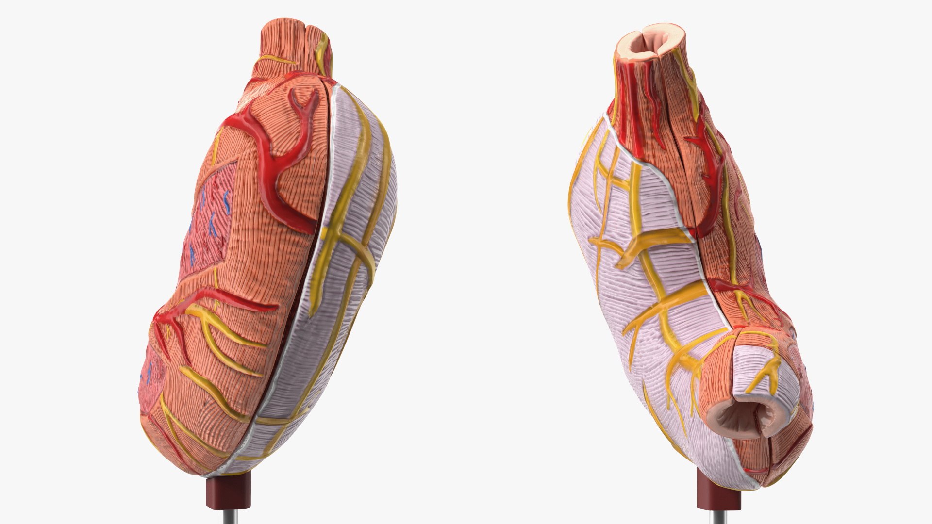 3D Model Medical Models Collection 2 - TurboSquid 2010860