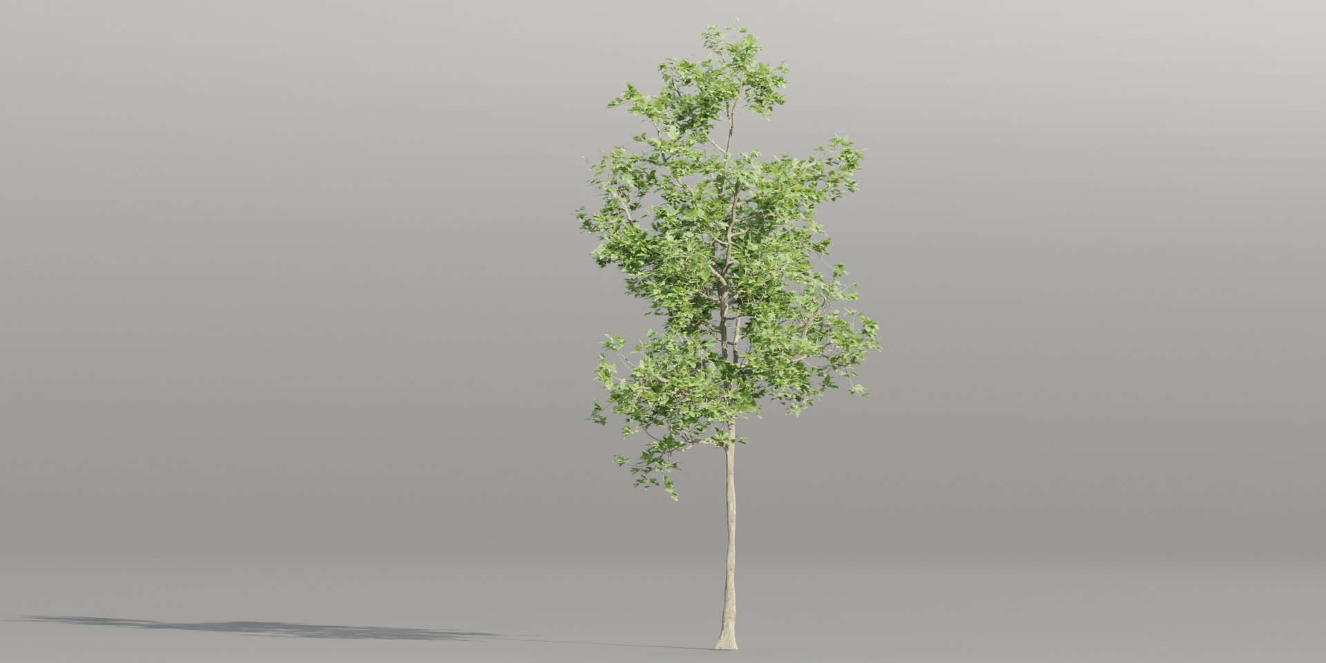 3D Trees Collection Vol 189-Blender-3dmodel Model - TurboSquid 2166477