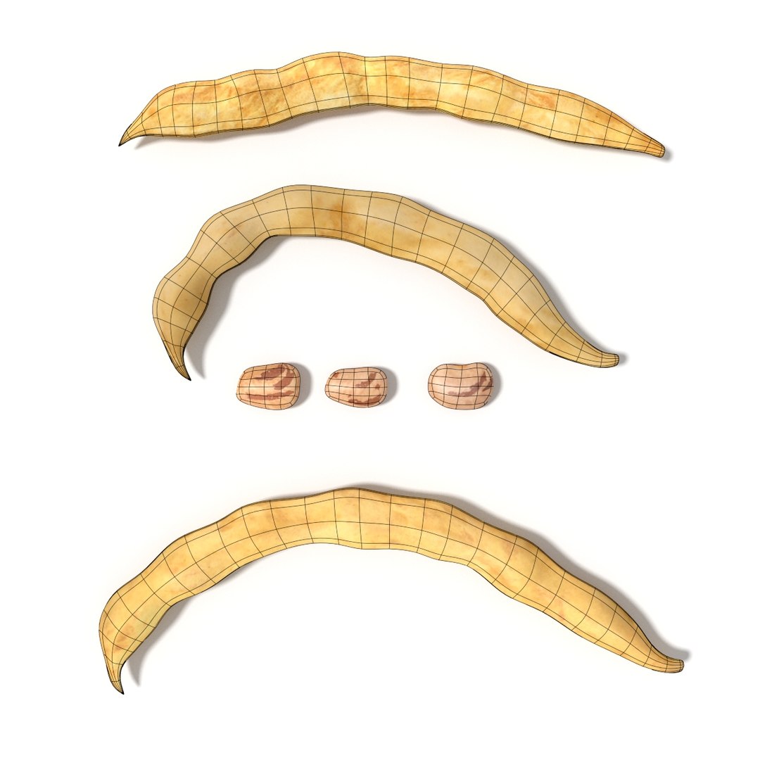 Dried Beans 3d Model