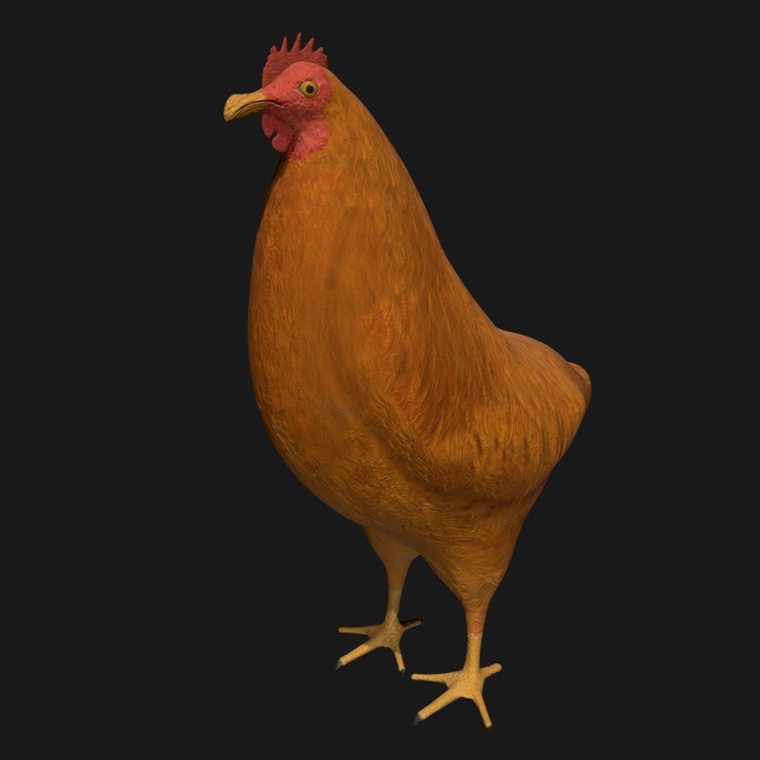 Chicken Rigged 3D Model - TurboSquid 1664738