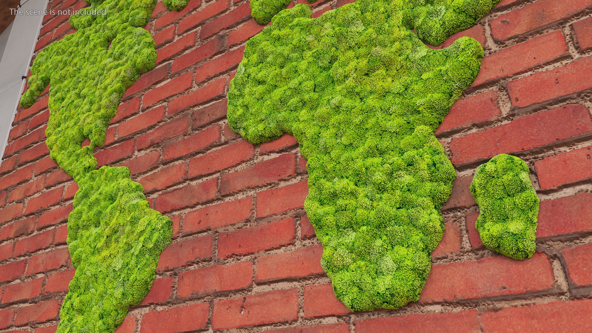 3D World Phytowall Reindeer Moss - TurboSquid 1652291