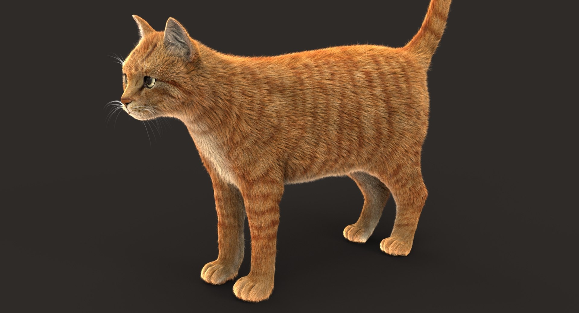 3D cat animation model - TurboSquid 1327406