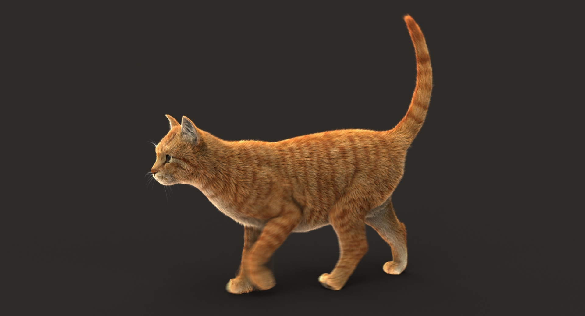 3D Cat Animation Model - TurboSquid 1327406
