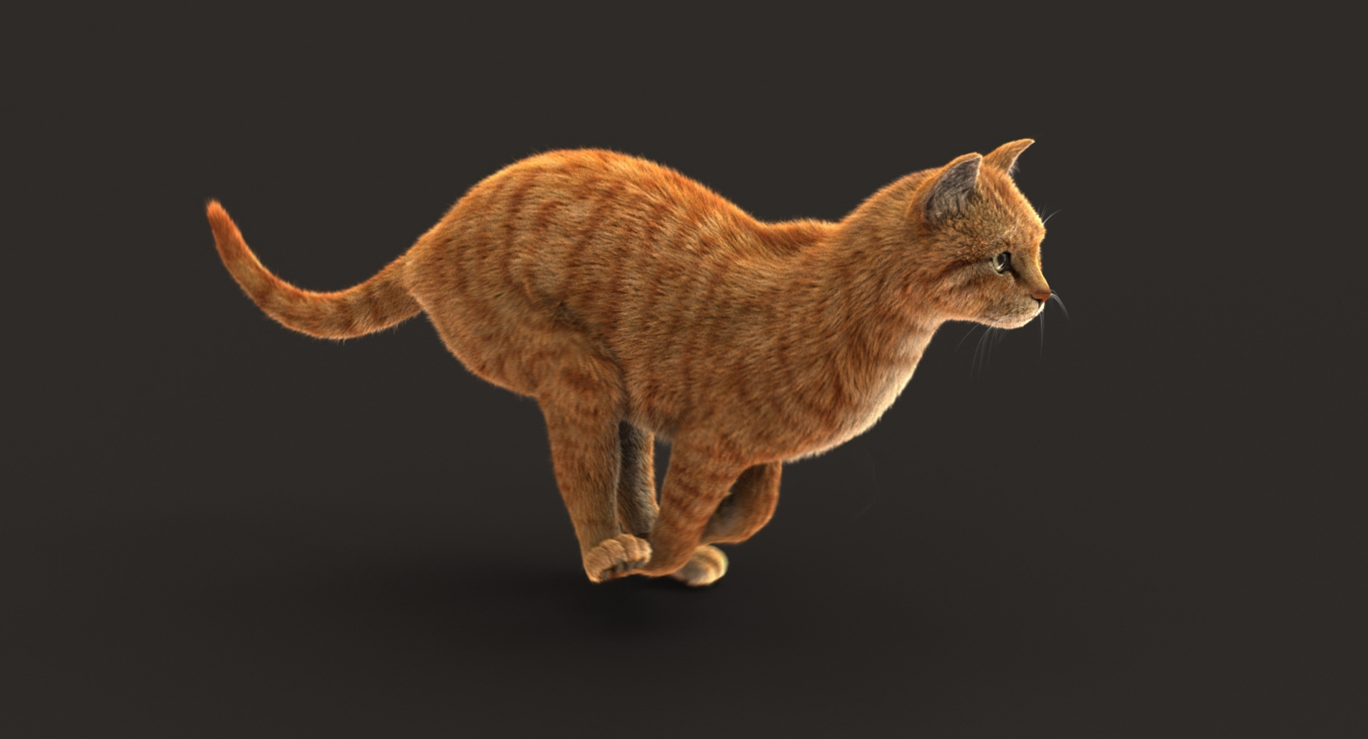 3D Cat Animation Model - TurboSquid 1327406