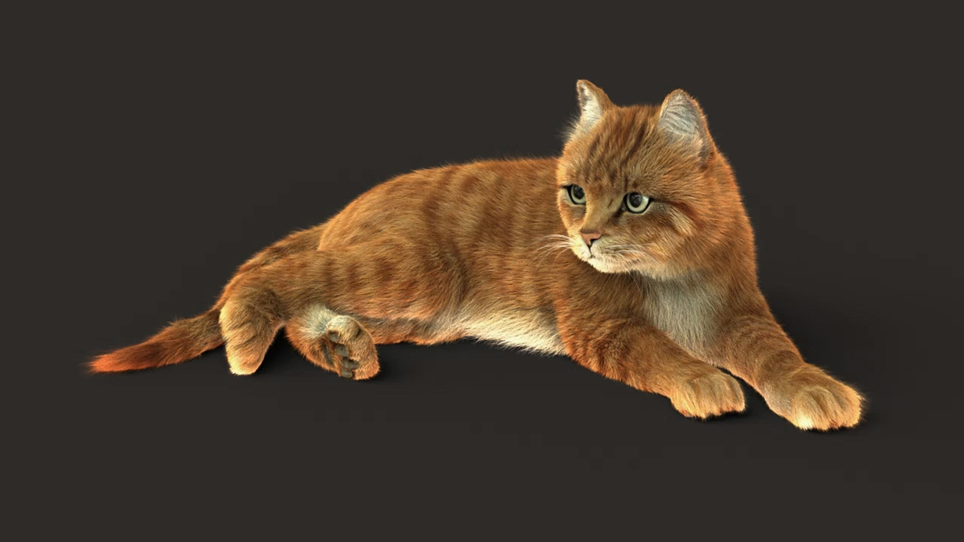 3D Cat Animation Model - TurboSquid 1327406