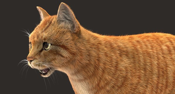 3D cat animation model - TurboSquid 1327406