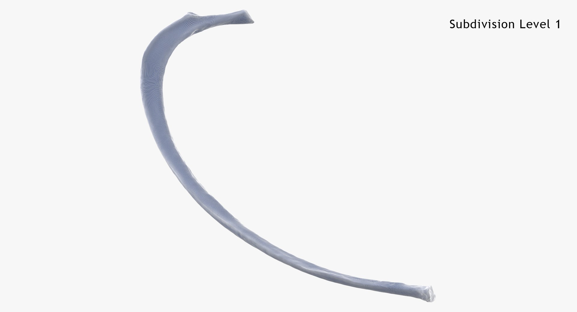 Kangaroo Red Necked Wallaby Rib T7 3D Model - TurboSquid 2069486