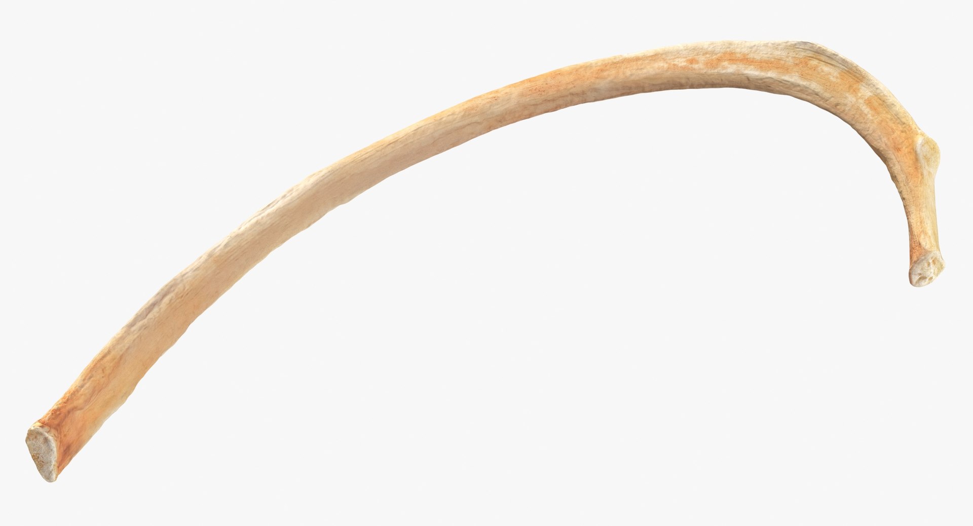 Kangaroo Red Necked Wallaby Rib T7 3D Model - TurboSquid 2069486