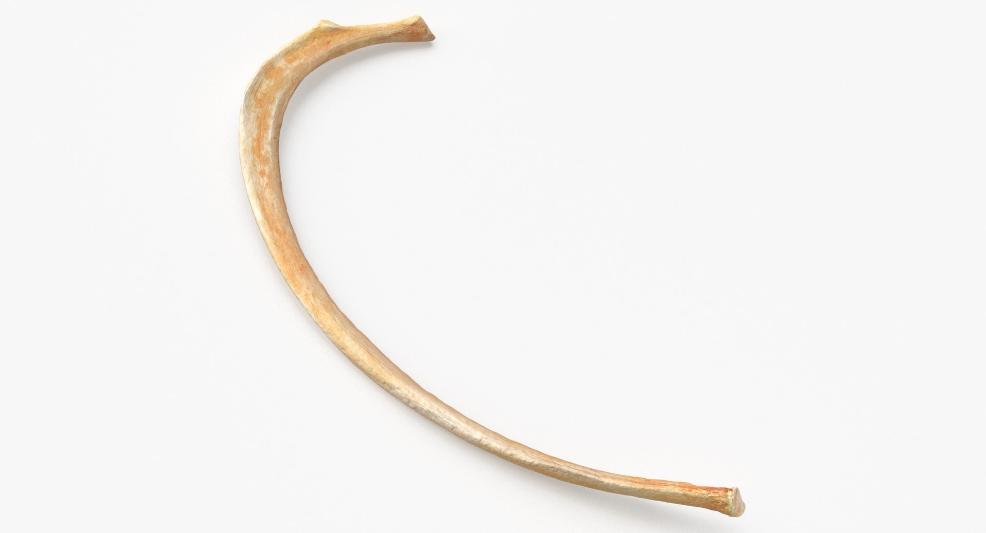 Kangaroo Red Necked Wallaby Rib T7 3D model - TurboSquid 2069486