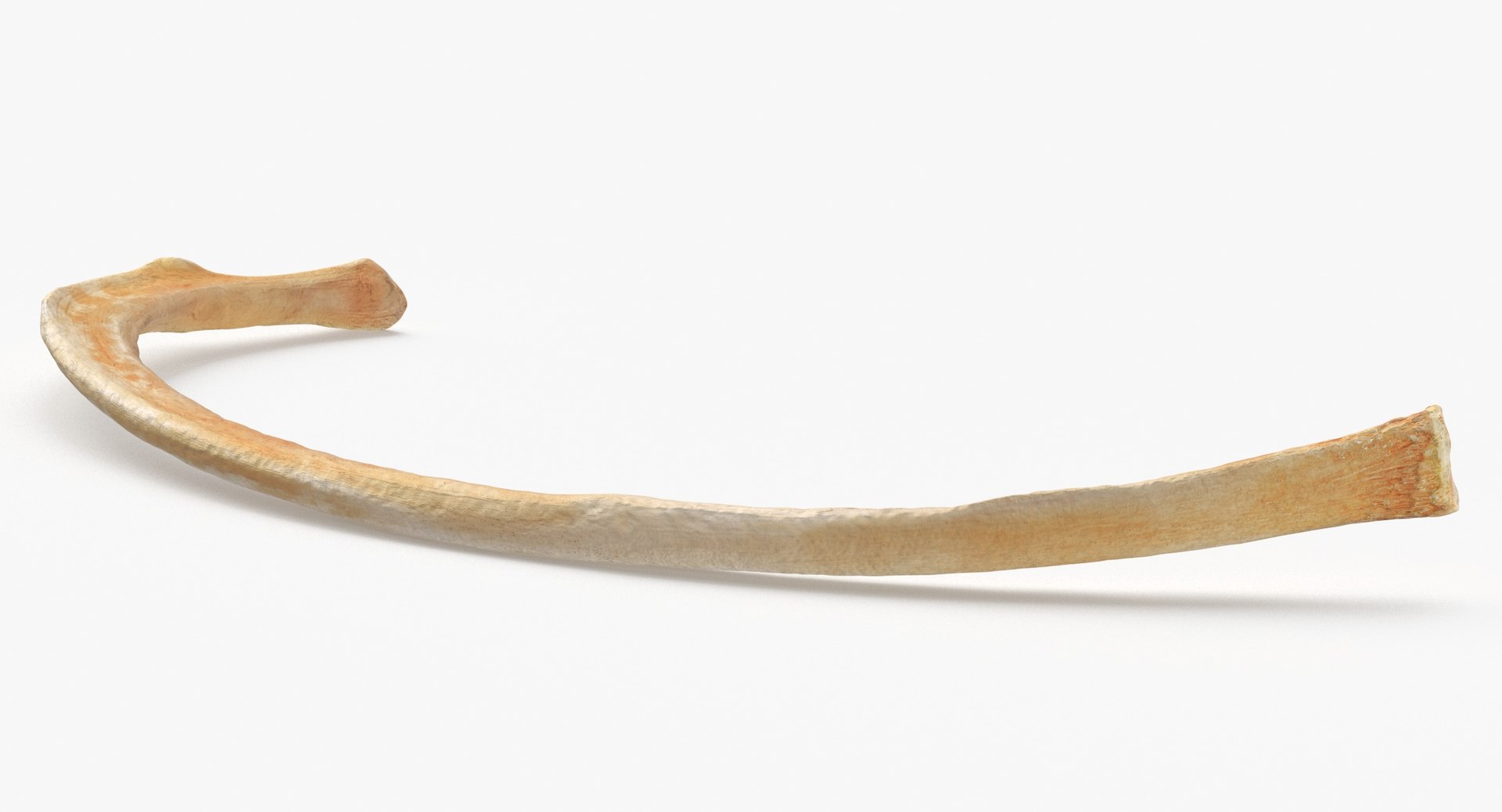 Kangaroo Red Necked Wallaby Rib T7 3D Model - TurboSquid 2069486