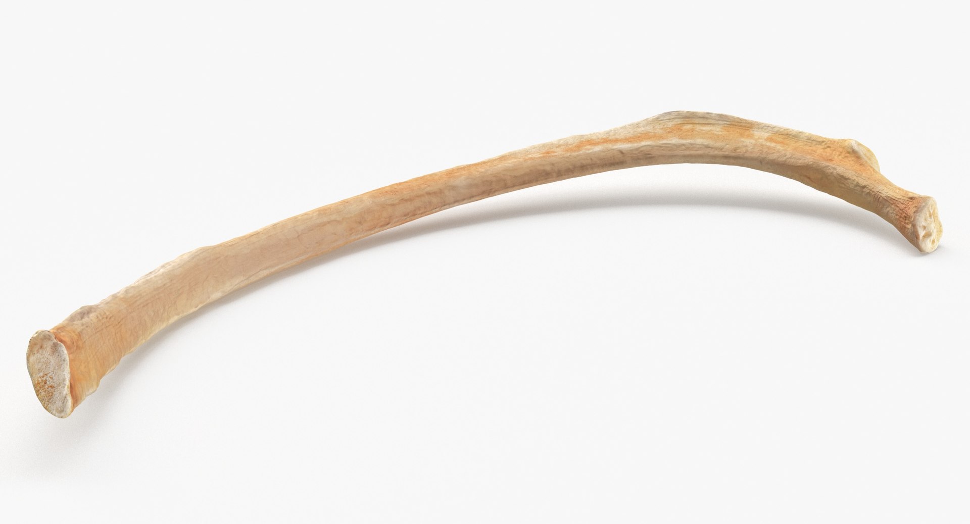 Kangaroo Red Necked Wallaby Rib T7 3D Model - TurboSquid 2069486