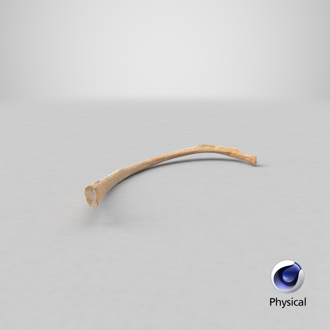 Kangaroo Red Necked Wallaby Rib T7 3D Model - TurboSquid 2069486