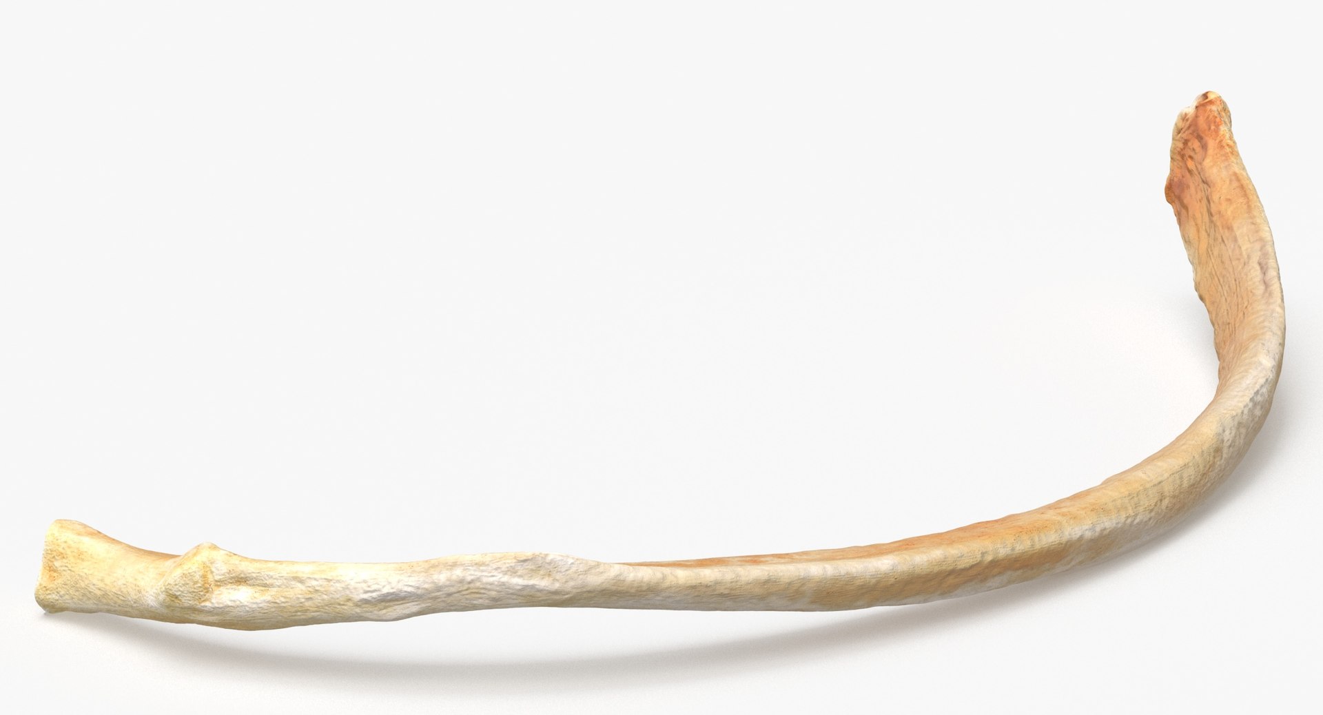 Kangaroo Red Necked Wallaby Rib T7 3D Model - TurboSquid 2069486