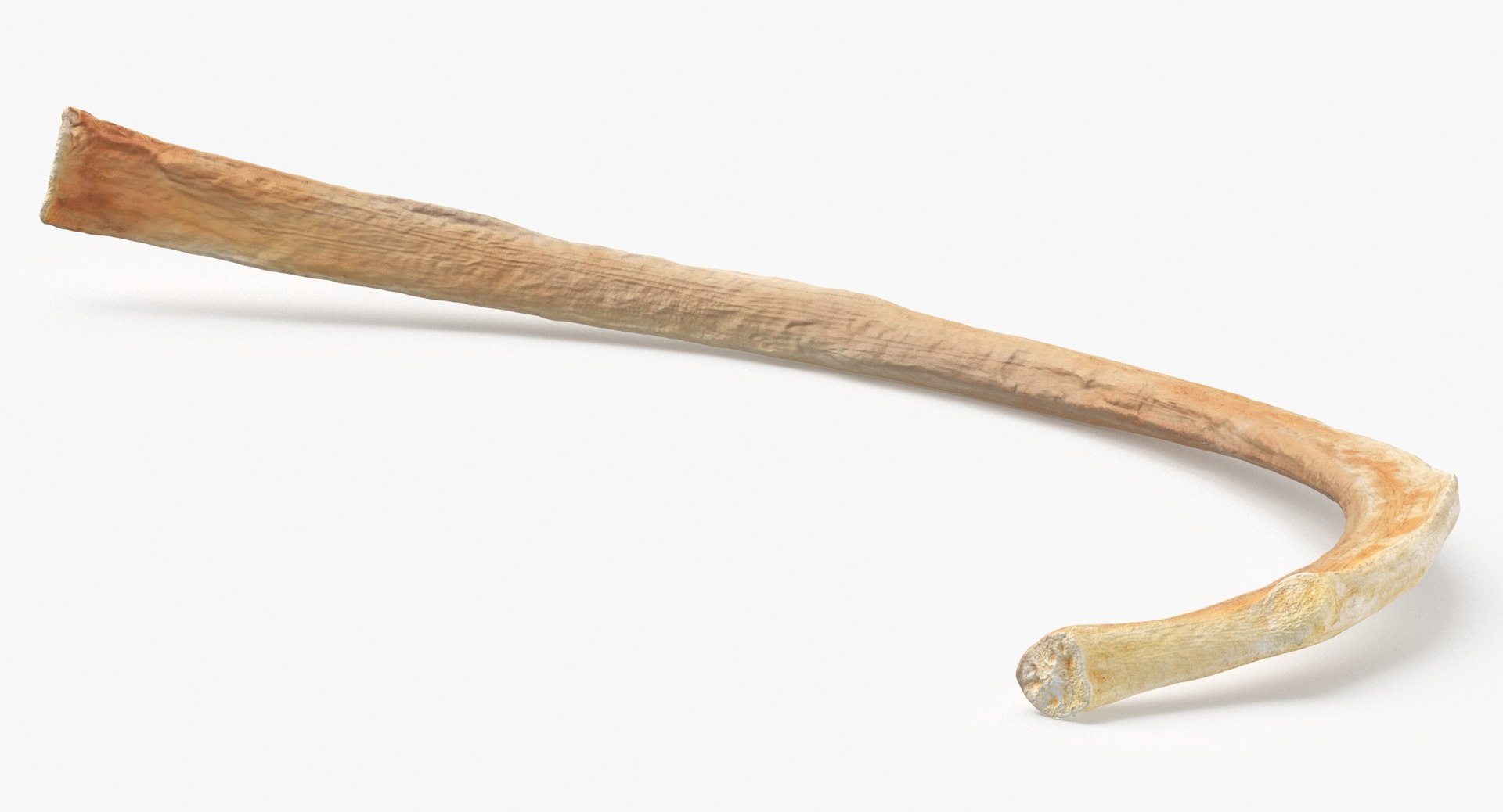 Kangaroo Red Necked Wallaby Rib T7 3D Model - TurboSquid 2069486