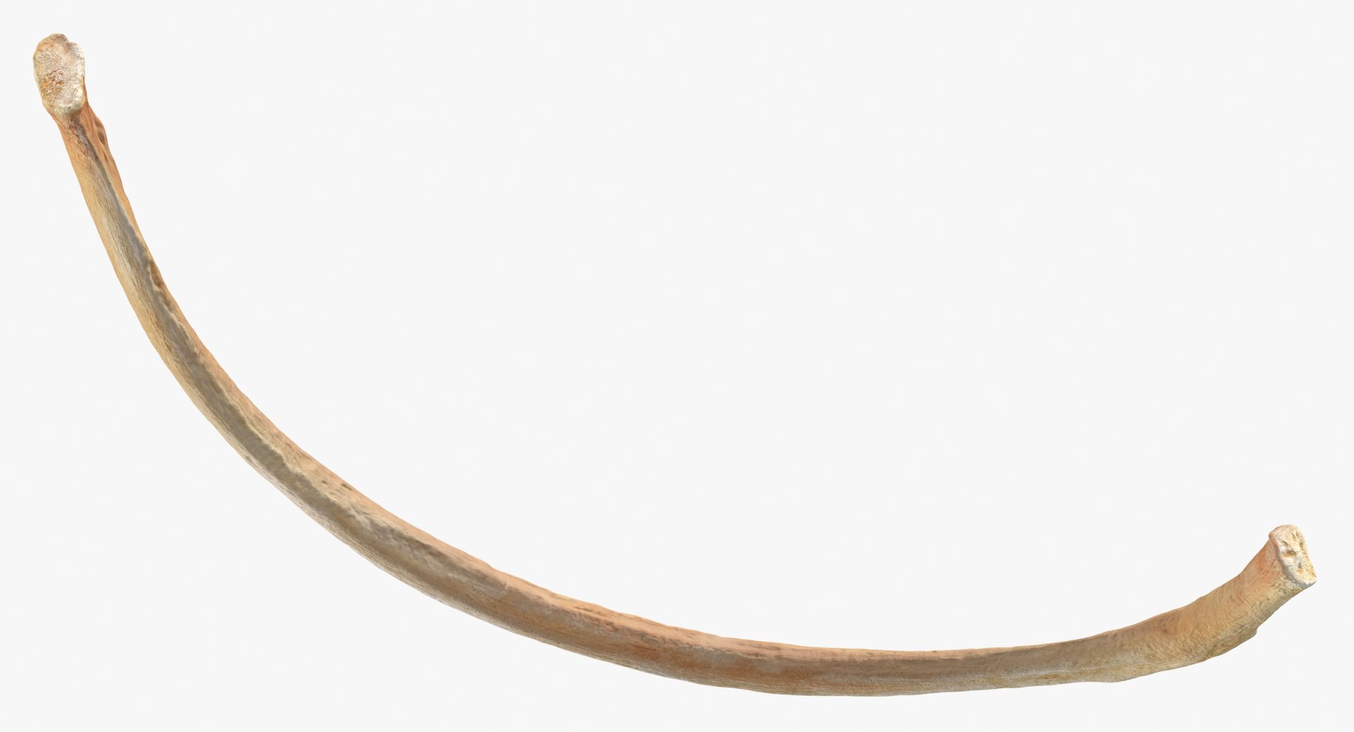 Kangaroo Red Necked Wallaby Rib T7 3D Model - TurboSquid 2069486