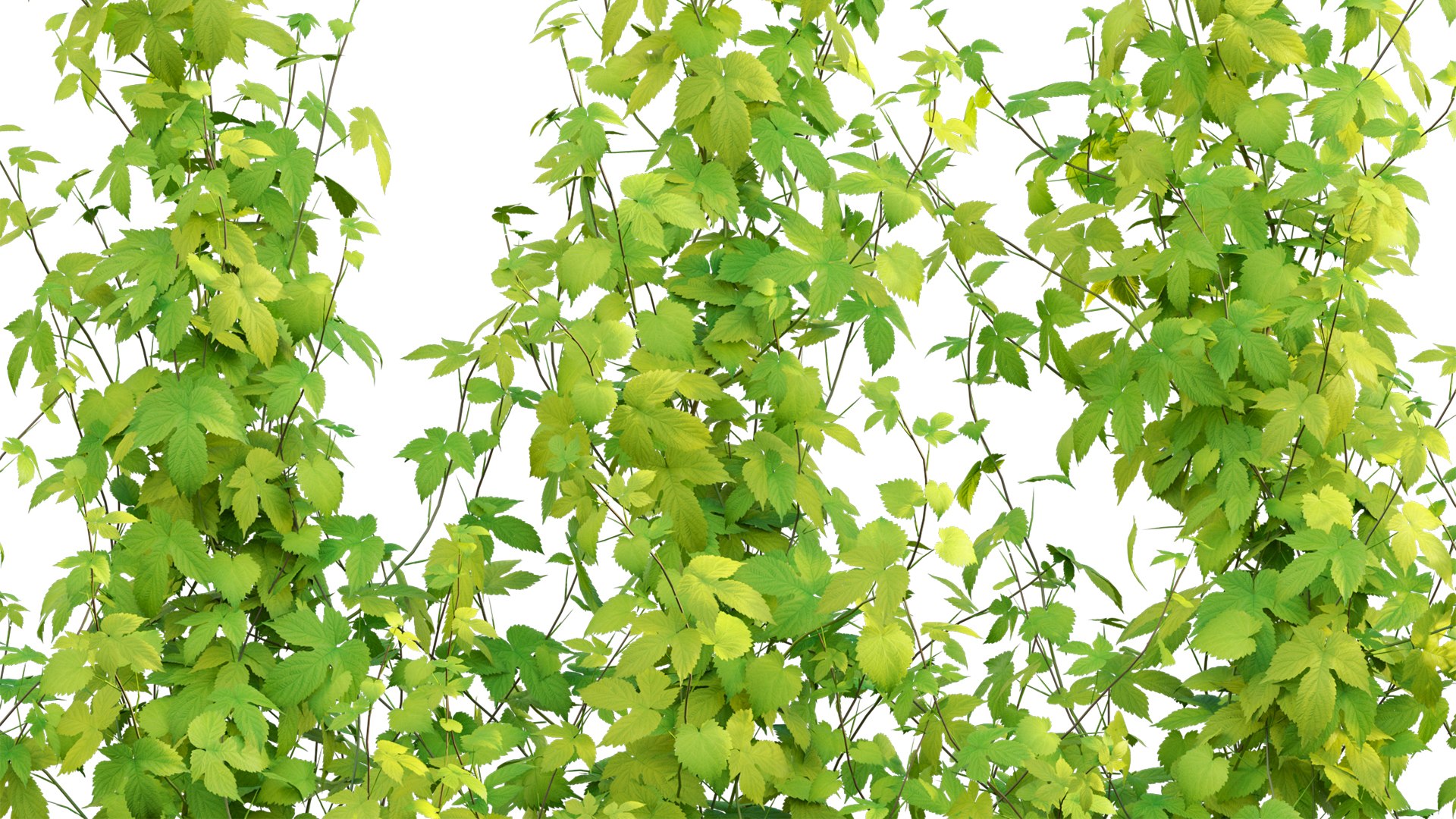 3D Humulus Lupulus 02 - TurboSquid 2036009