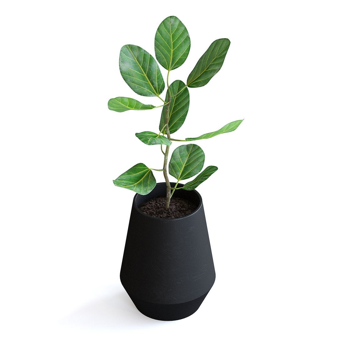 Ficus Plant II 3D Model - TurboSquid 1857420