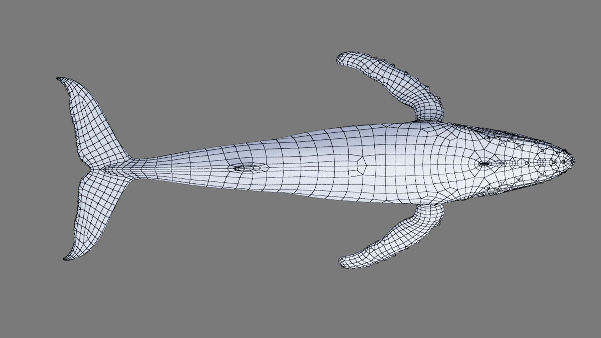 3D Humpback Whale Model - TurboSquid 1226475