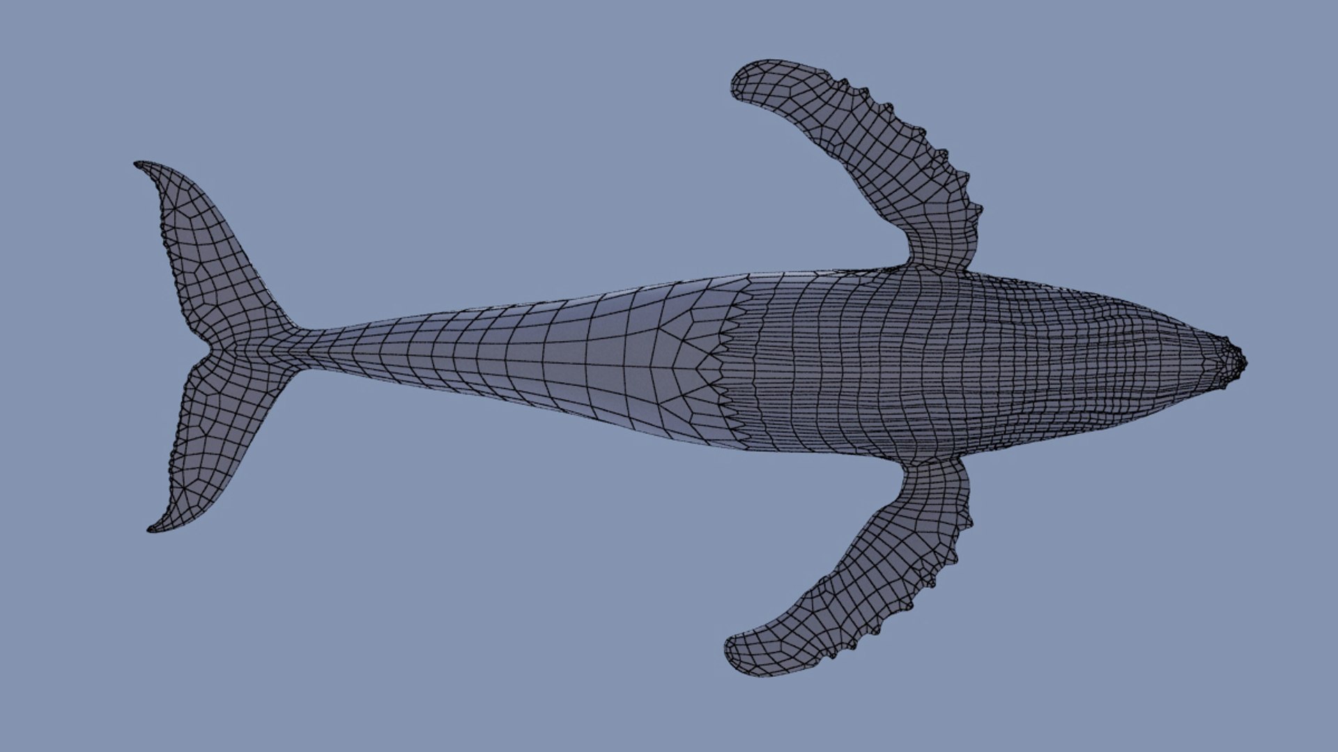 3D Humpback Whale Model - TurboSquid 1226475