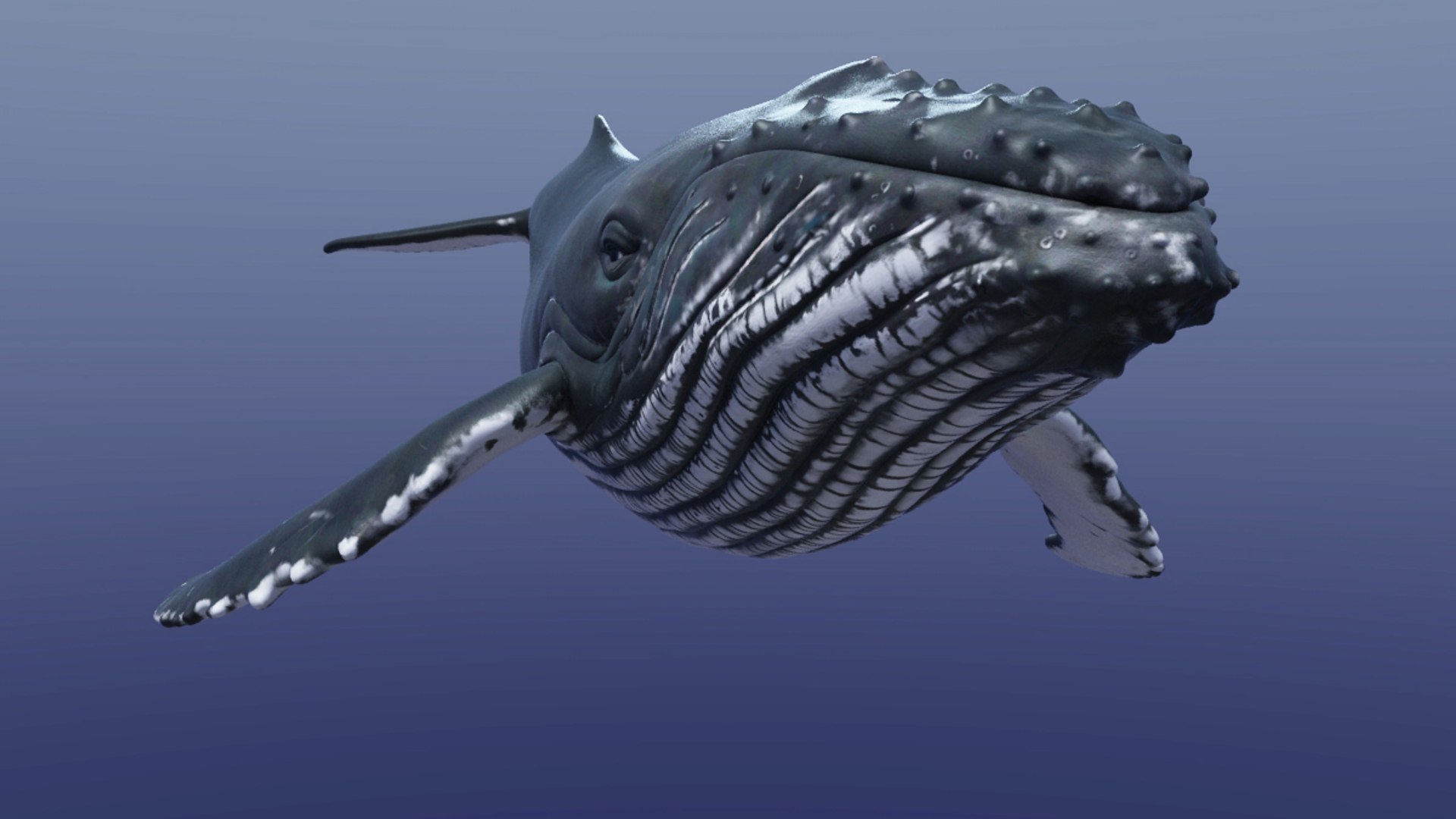 3D Humpback Whale Model - TurboSquid 1226475