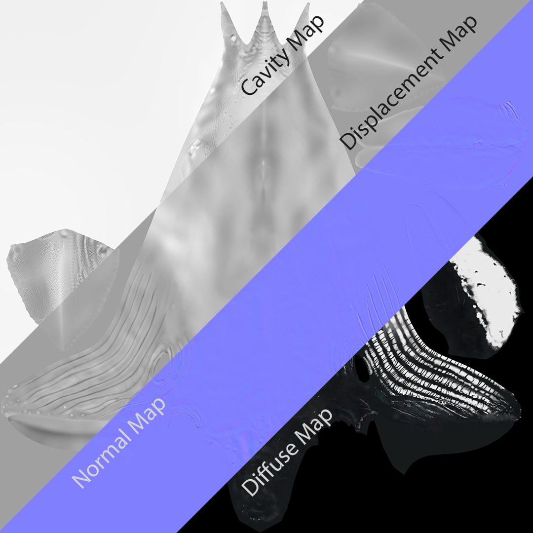 3D Humpback Whale Model - TurboSquid 1226475