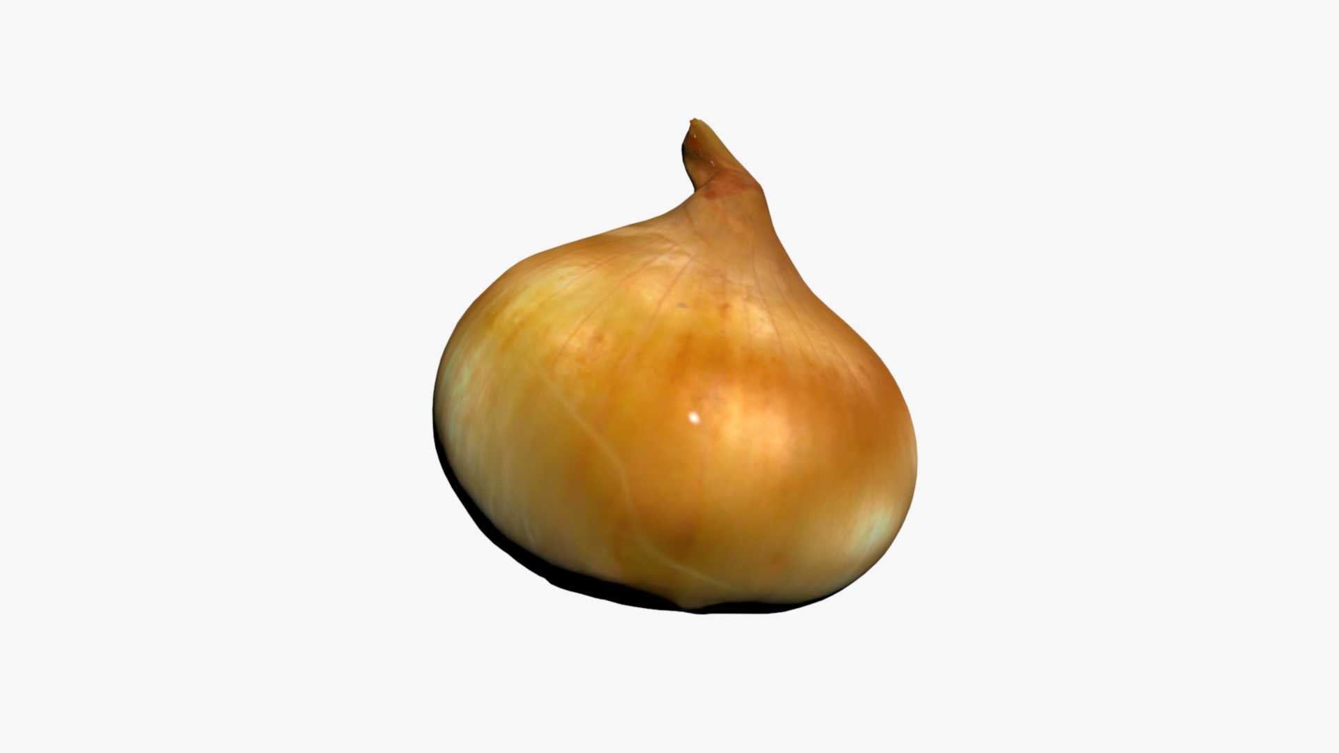 3D Onion 3D Scan High Quality - TurboSquid 1749900