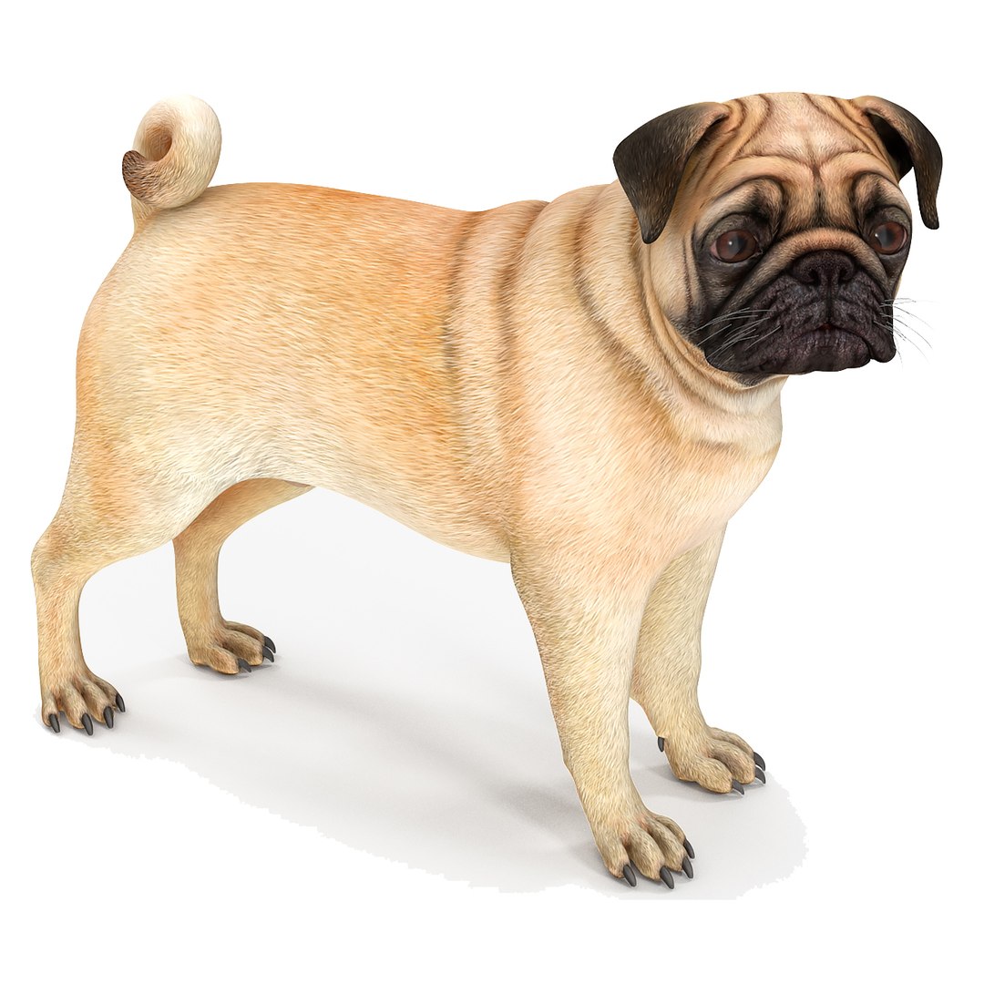 3D pug dog rigged modo model - TurboSquid 1683177