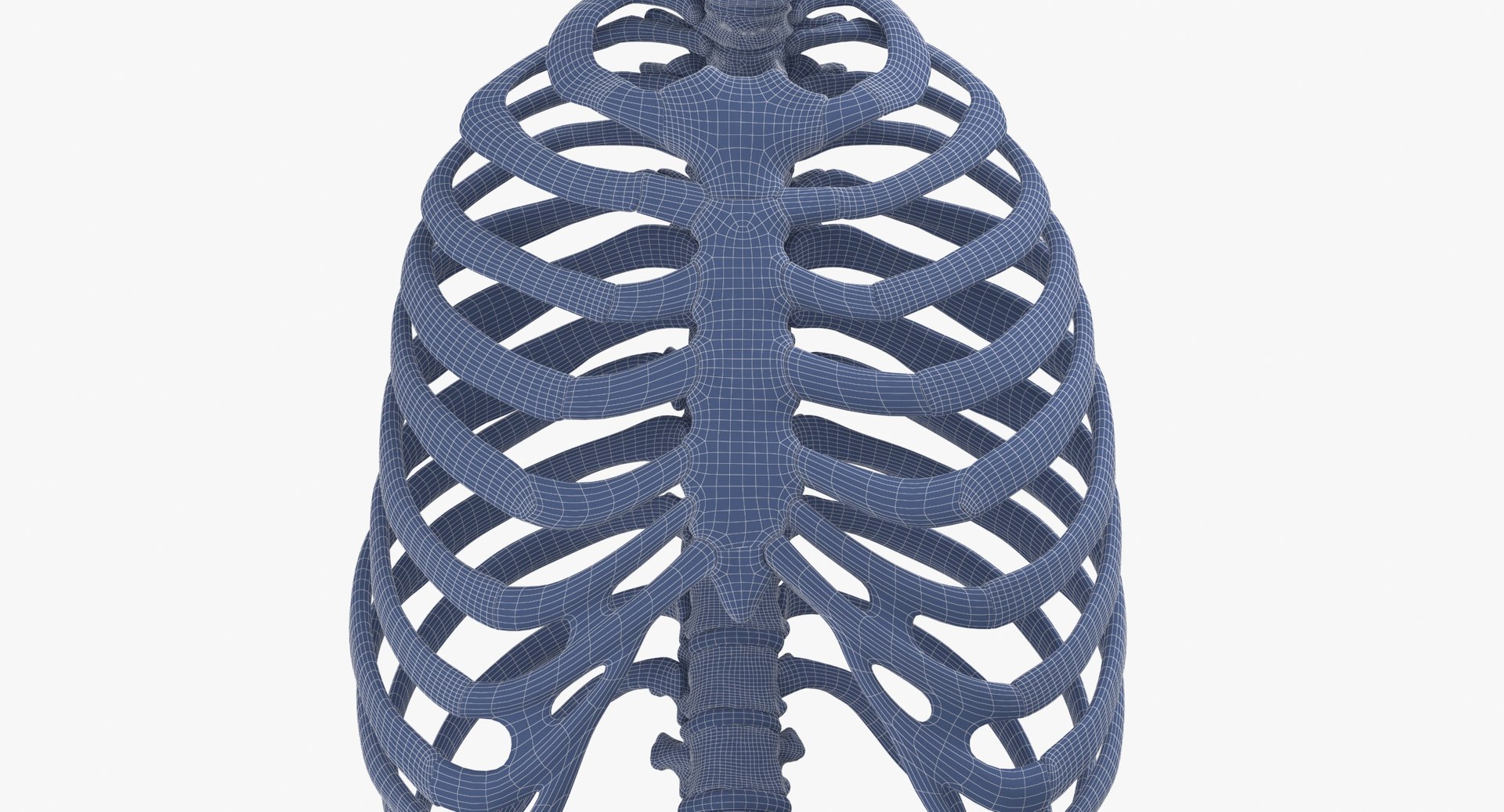 3D model human rib thoracic cage - TurboSquid 1602414