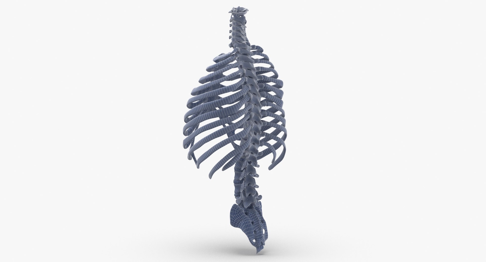 3D model human rib thoracic cage - TurboSquid 1602414