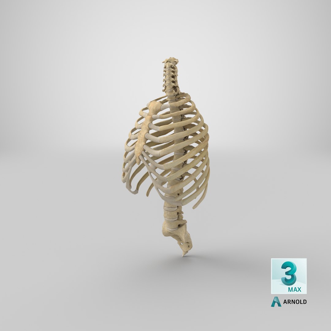 3D model human rib thoracic cage - TurboSquid 1602414