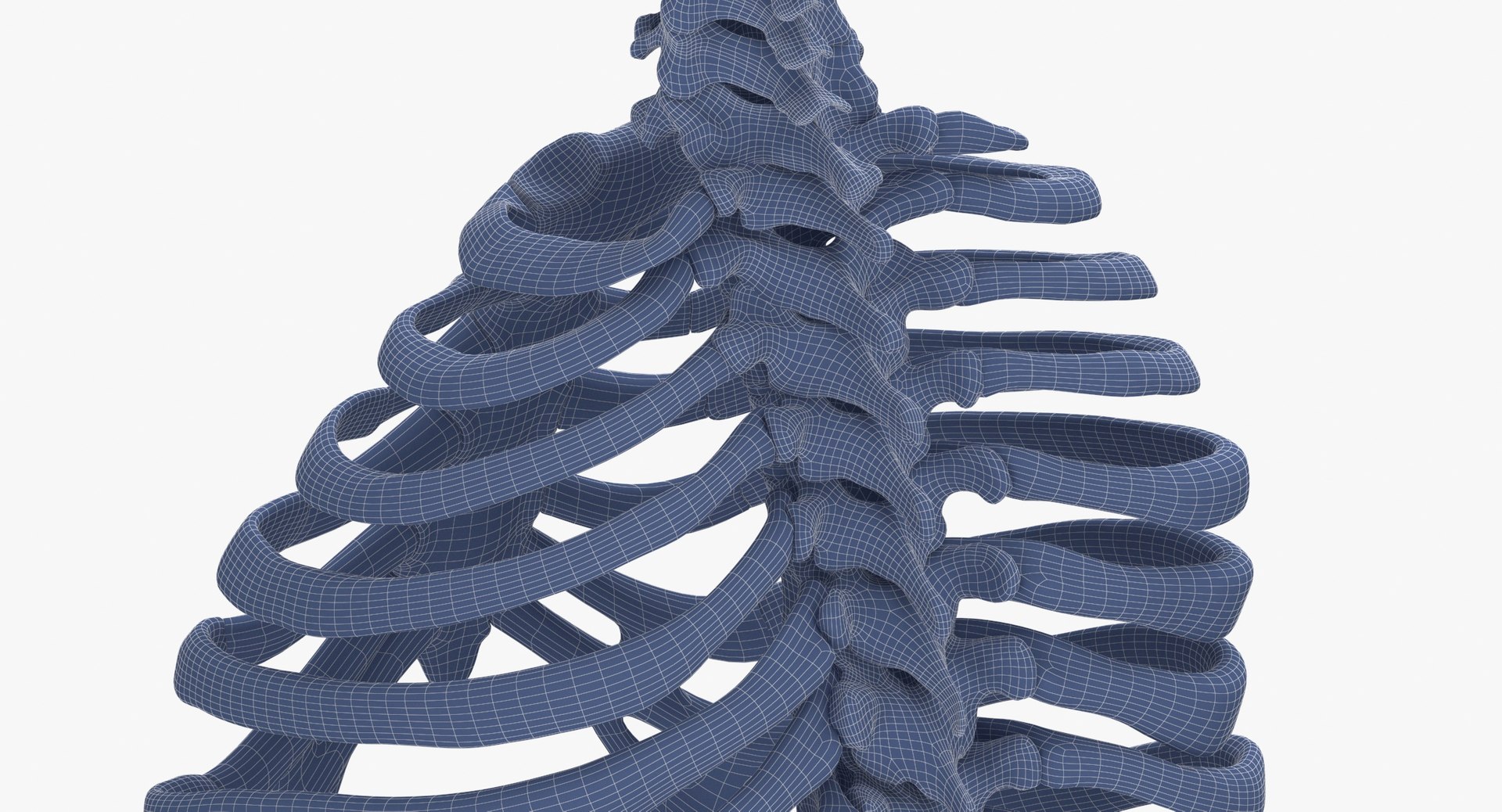 3D model human rib thoracic cage - TurboSquid 1602414