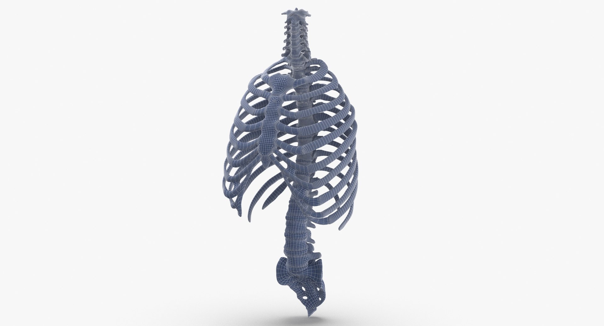 3D model human rib thoracic cage - TurboSquid 1602414