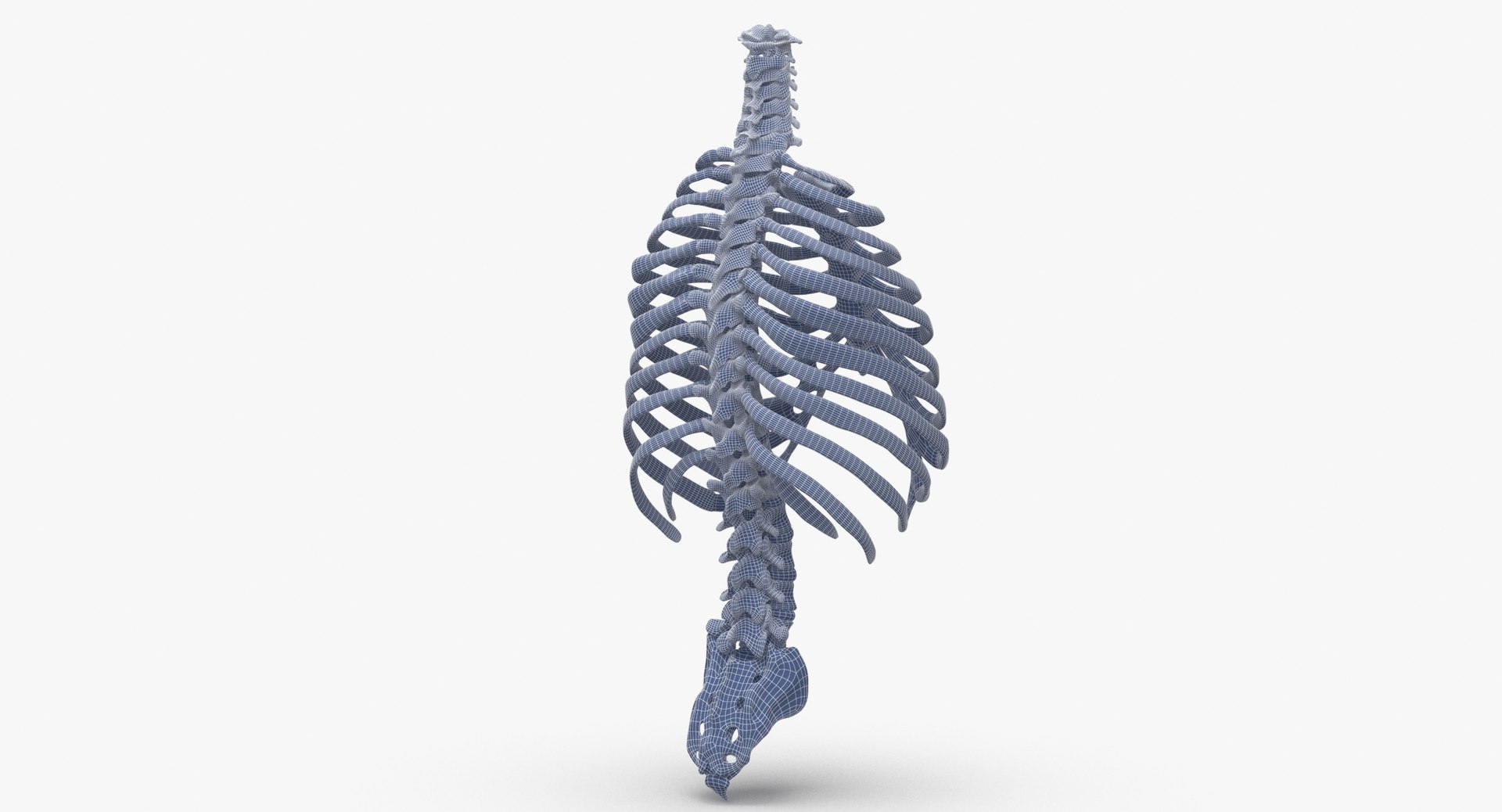 3D model human rib thoracic cage - TurboSquid 1602414