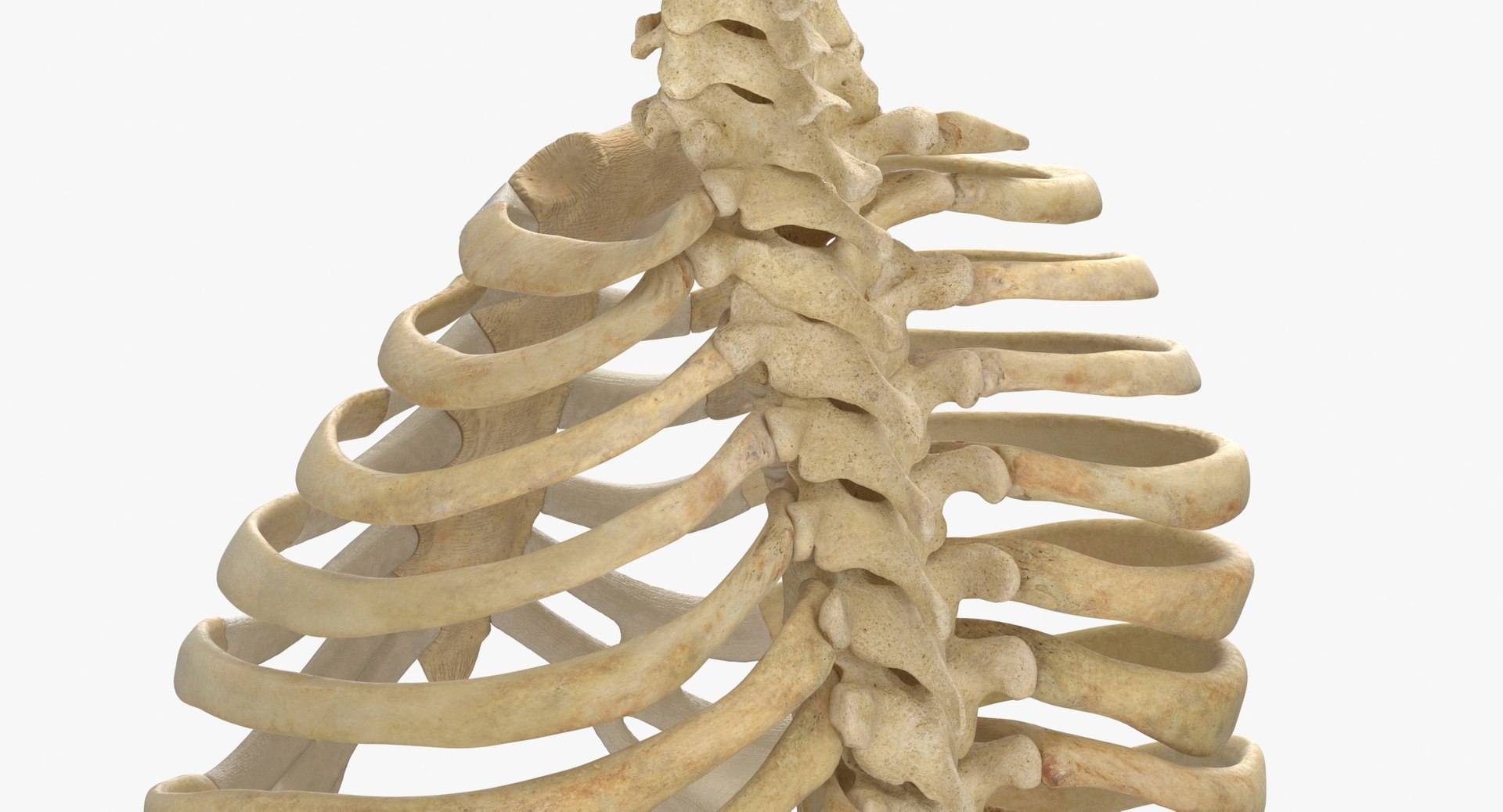 3D model human rib thoracic cage - TurboSquid 1602414