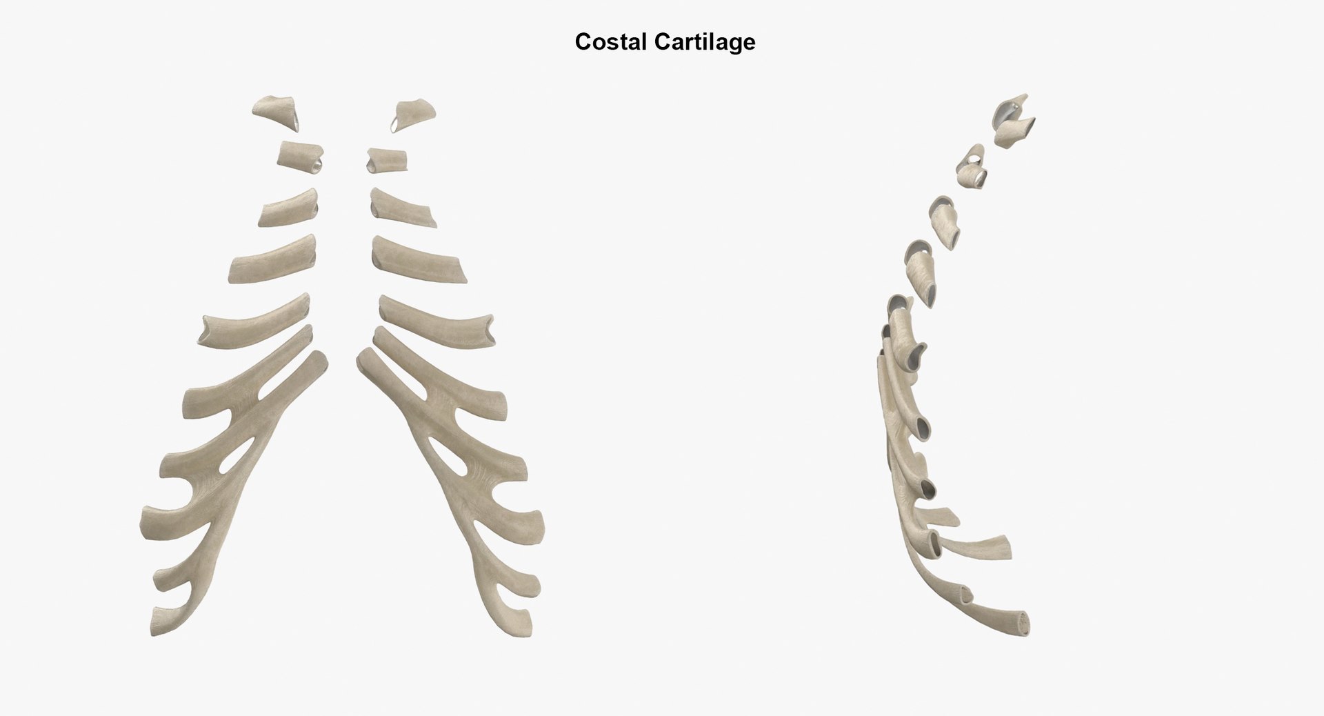 3D model human rib thoracic cage - TurboSquid 1602414
