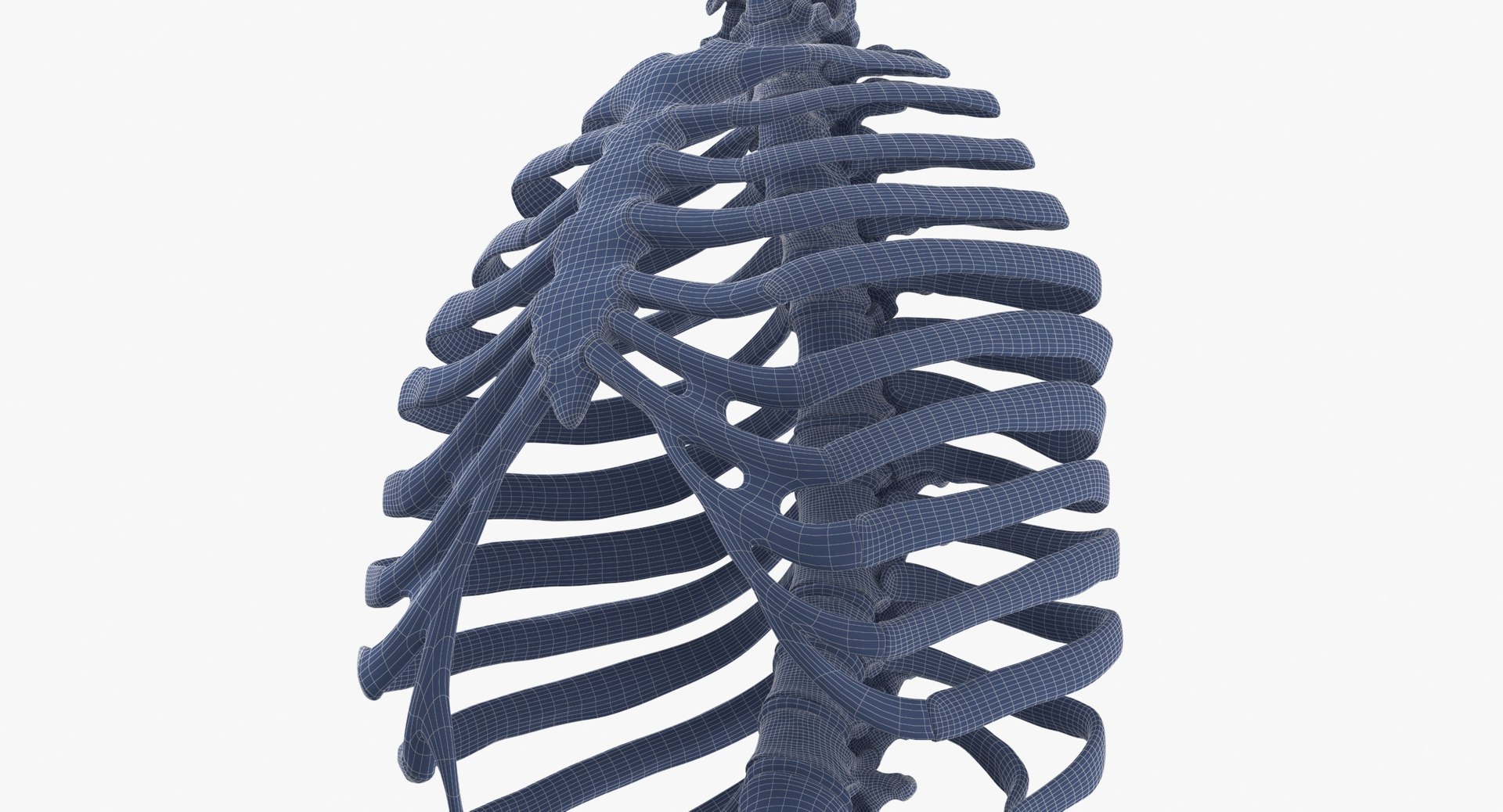 3D model human rib thoracic cage - TurboSquid 1602414