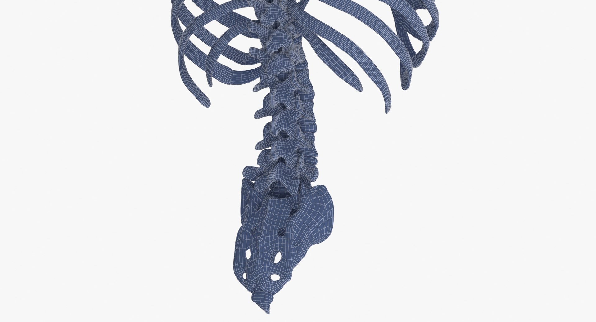 3D model human rib thoracic cage - TurboSquid 1602414