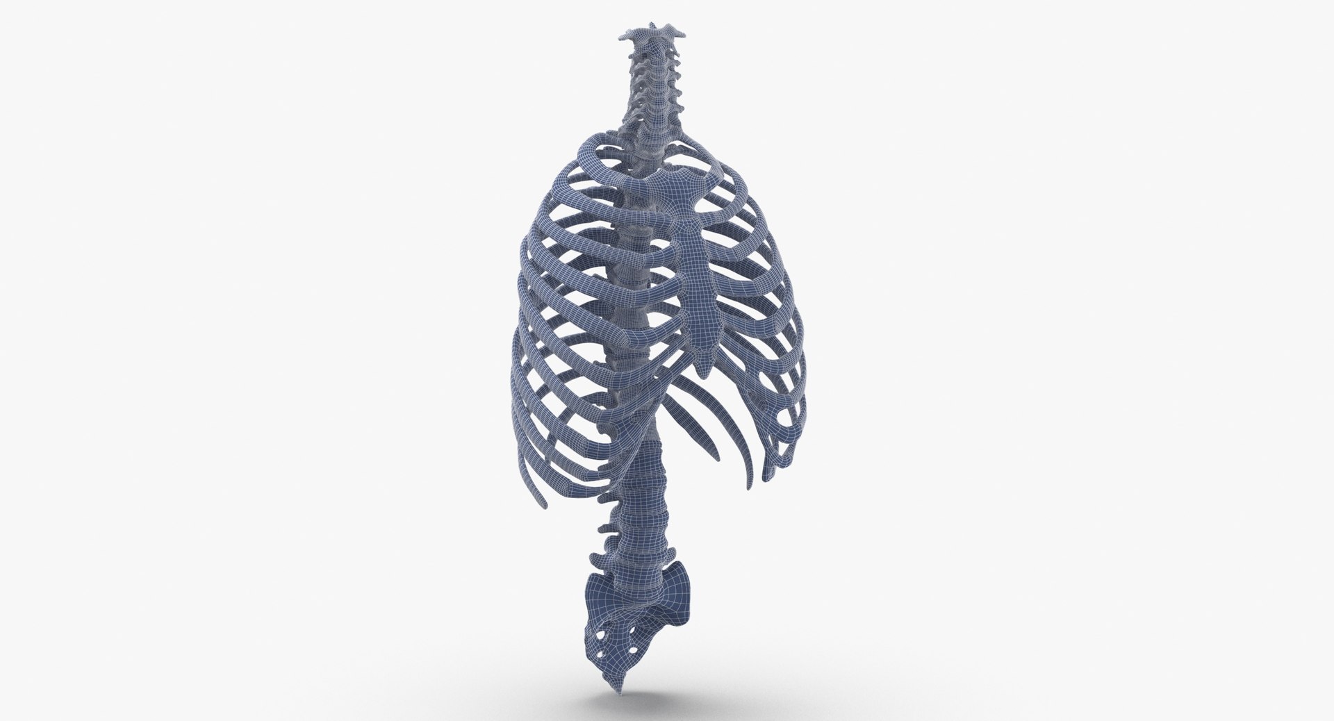 3D model human rib thoracic cage - TurboSquid 1602414