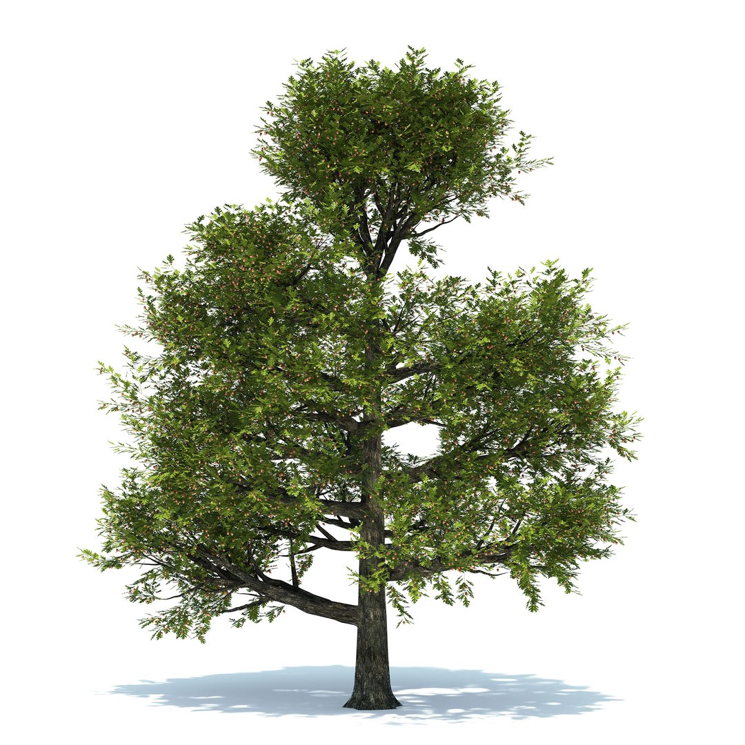 3D oak tree - TurboSquid 1299274