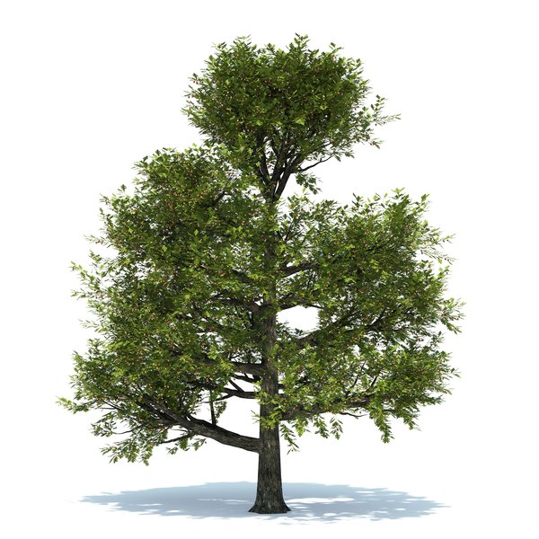 3D oak tree - TurboSquid 1299274