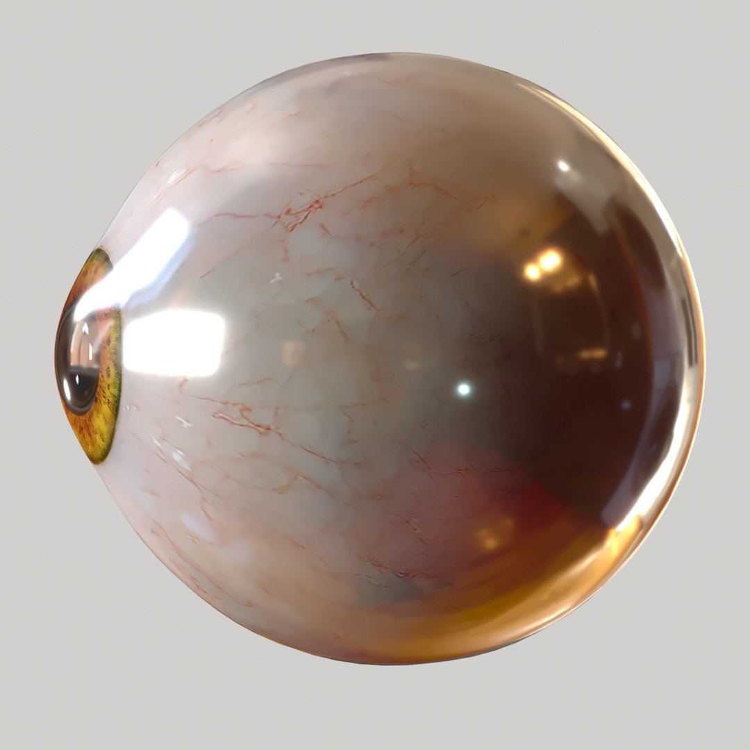 Realistic Human Eye 3d Model