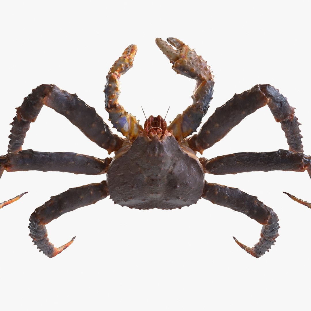 King Crab 3D Model - TurboSquid 1662402