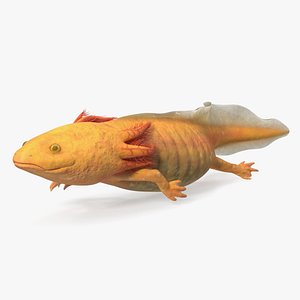 3D Axolotl Models - Browse & Download Formats - TurboSquid