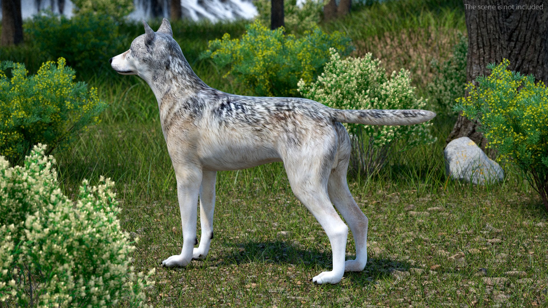 3D Wolf Rigged For Maya - TurboSquid 2250548