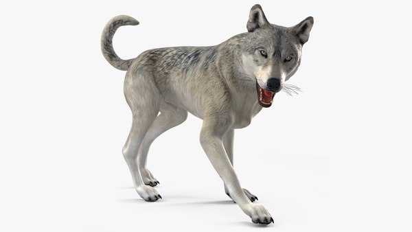 modelo 3d Lobo preparado para Maya - TurboSquid 2250548
